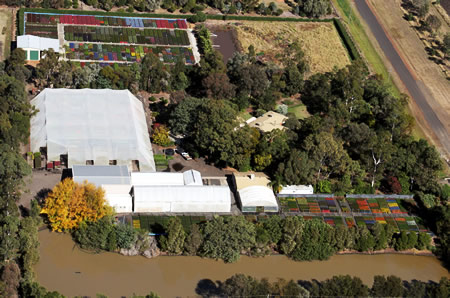 Ausplant Nursery growers of quality plants to the retail and landscape sector