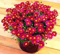 Ausplant Nursery Dalby Federation Daisy